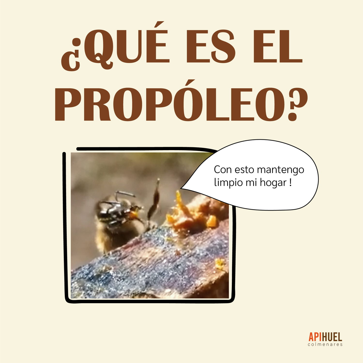 ¿Qué es el propóleo y para qué sirve? – Apihuel Colmenares